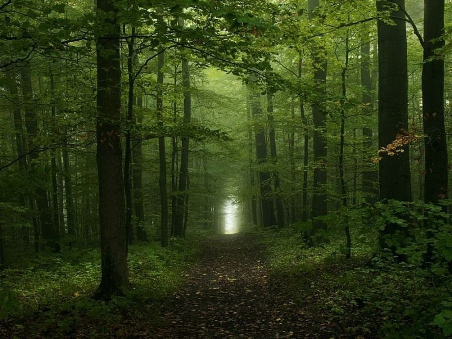 "Old-growth forests: characteristics and conservation value" by ...