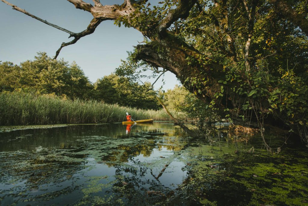 Georgia's Colchic Rainforests and Wetlands nominated as UNESCO World ...