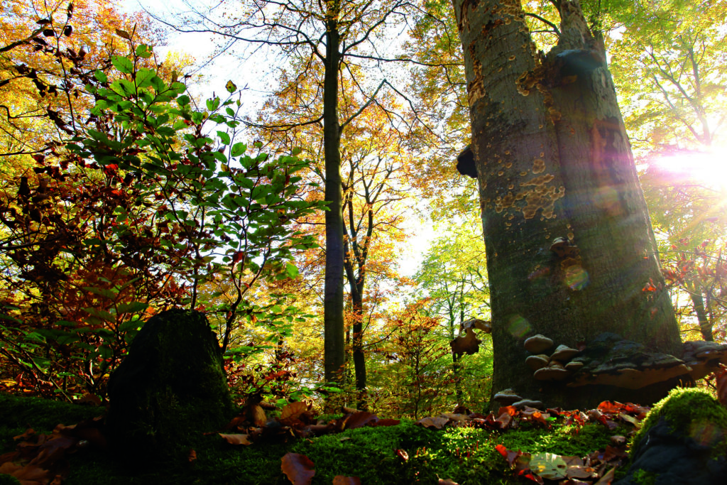 Why do we need old growth forests? - EUROPARC Federation