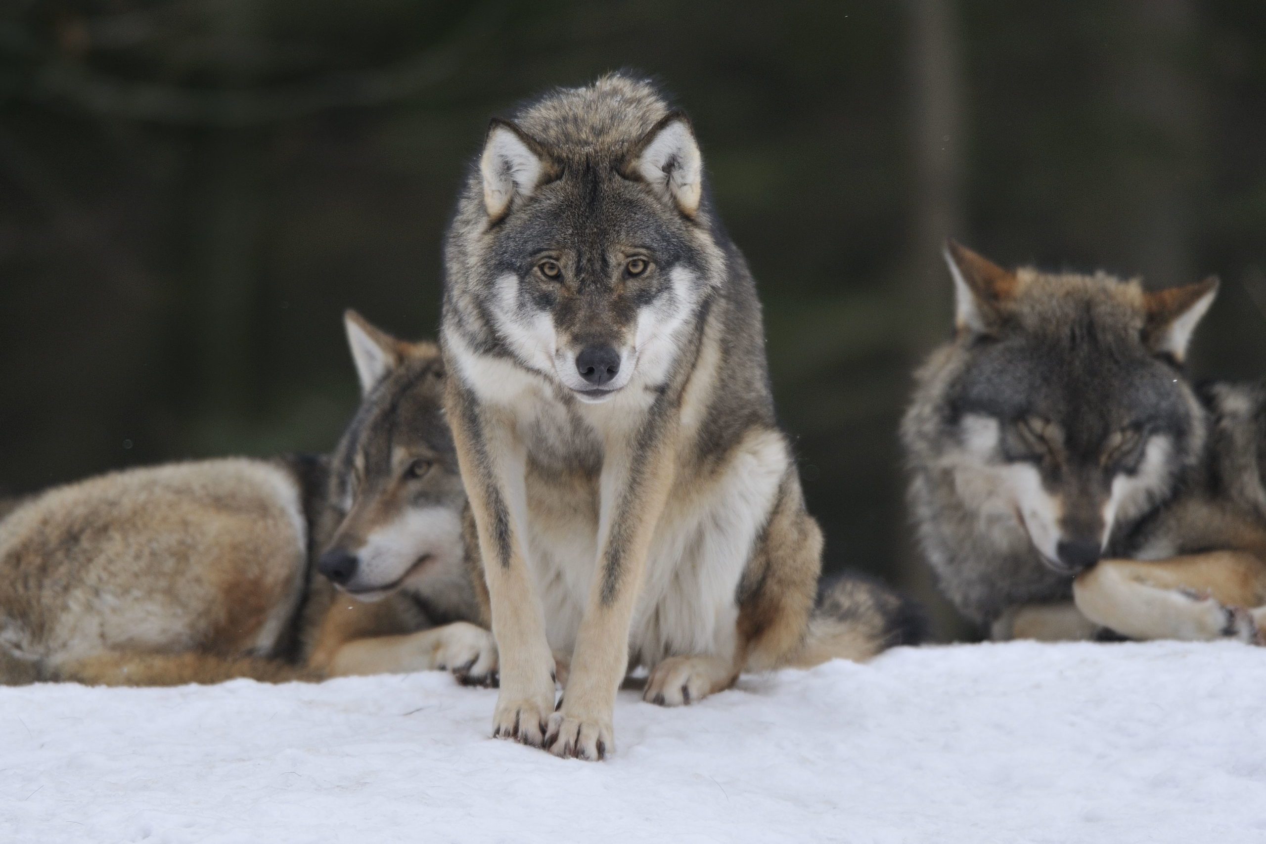 Large carnivores: New guidance document on wolf management! - EUROPARC ...
