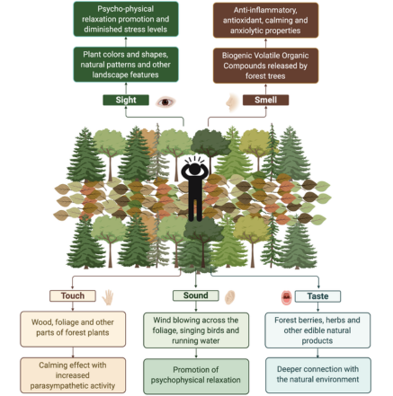 Forests for Individual and Public Health - Research body and praxis ...